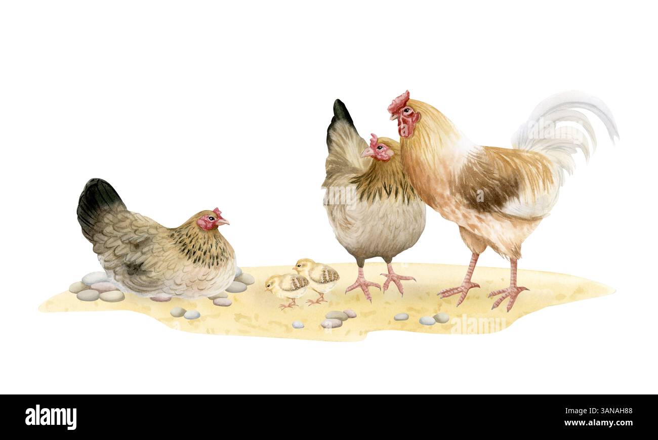 Chickens hens and rooster with baby chicks watercolor isolated ...