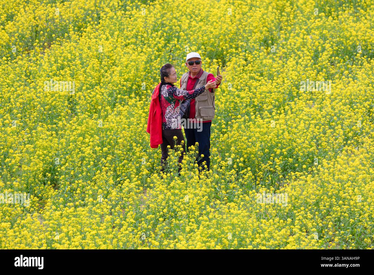 Cole flowers are in full bloom in Jinan City, east China's Shandong ...