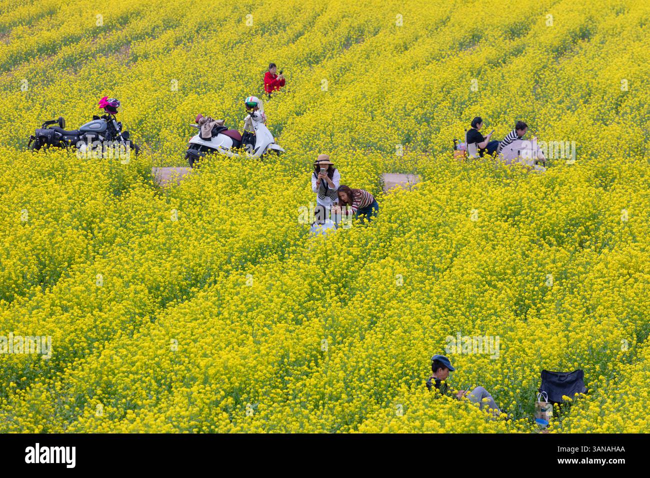 Cole flowers are in full bloom in Jinan City, east China's Shandong ...