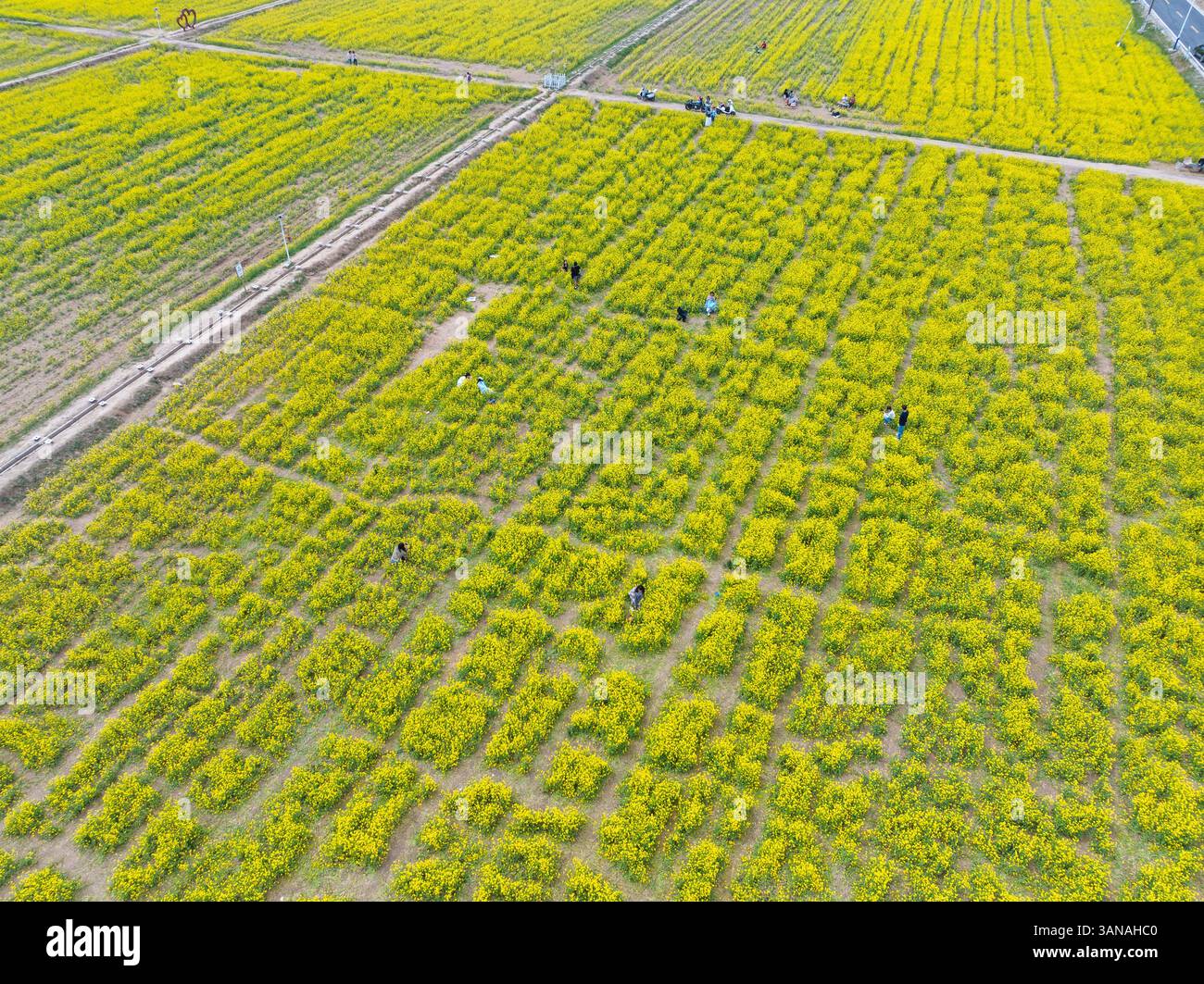 Cole flowers are in full bloom in Jinan City, east China's Shandong ...