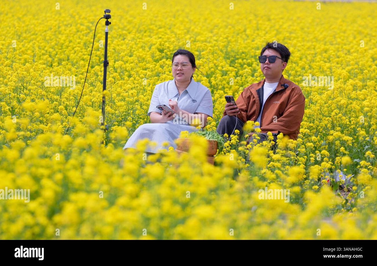 Cole flowers are in full bloom in Jinan City, east China's Shandong ...