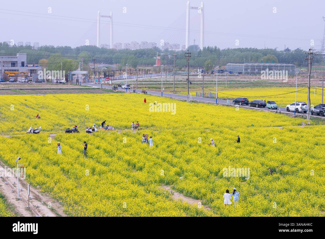 Cole flowers are in full bloom in Jinan City, east China's Shandong ...