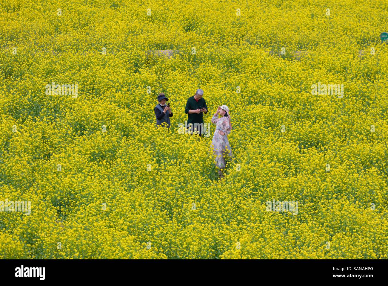 Cole flowers are in full bloom in Jinan City, east China's Shandong ...