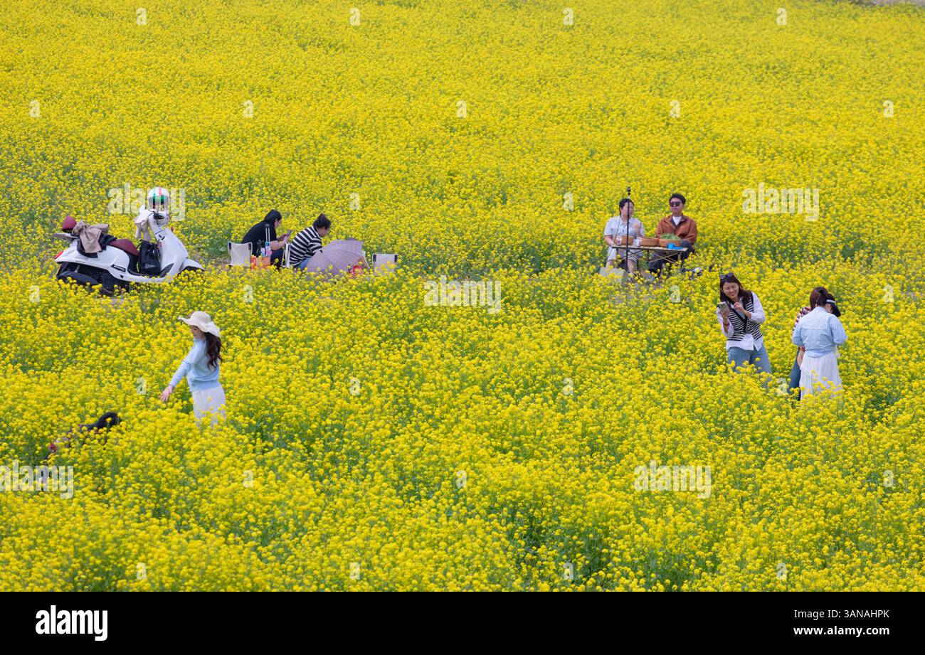 Cole flowers are in full bloom in Jinan City, east China's Shandong ...