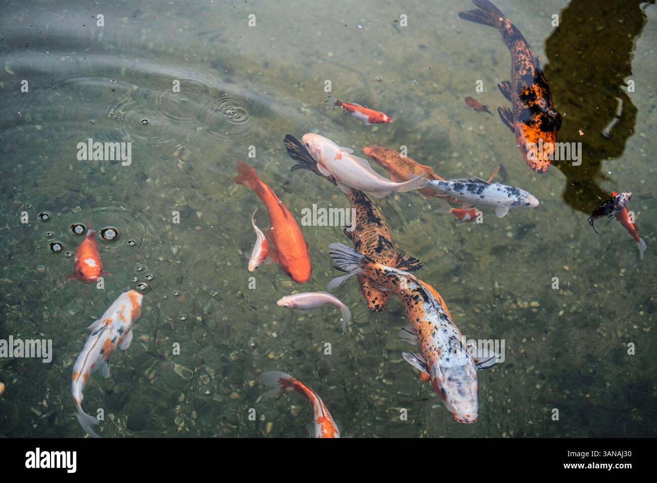 Colorful koi fish swimming in a clear pond with visible ripples and ...