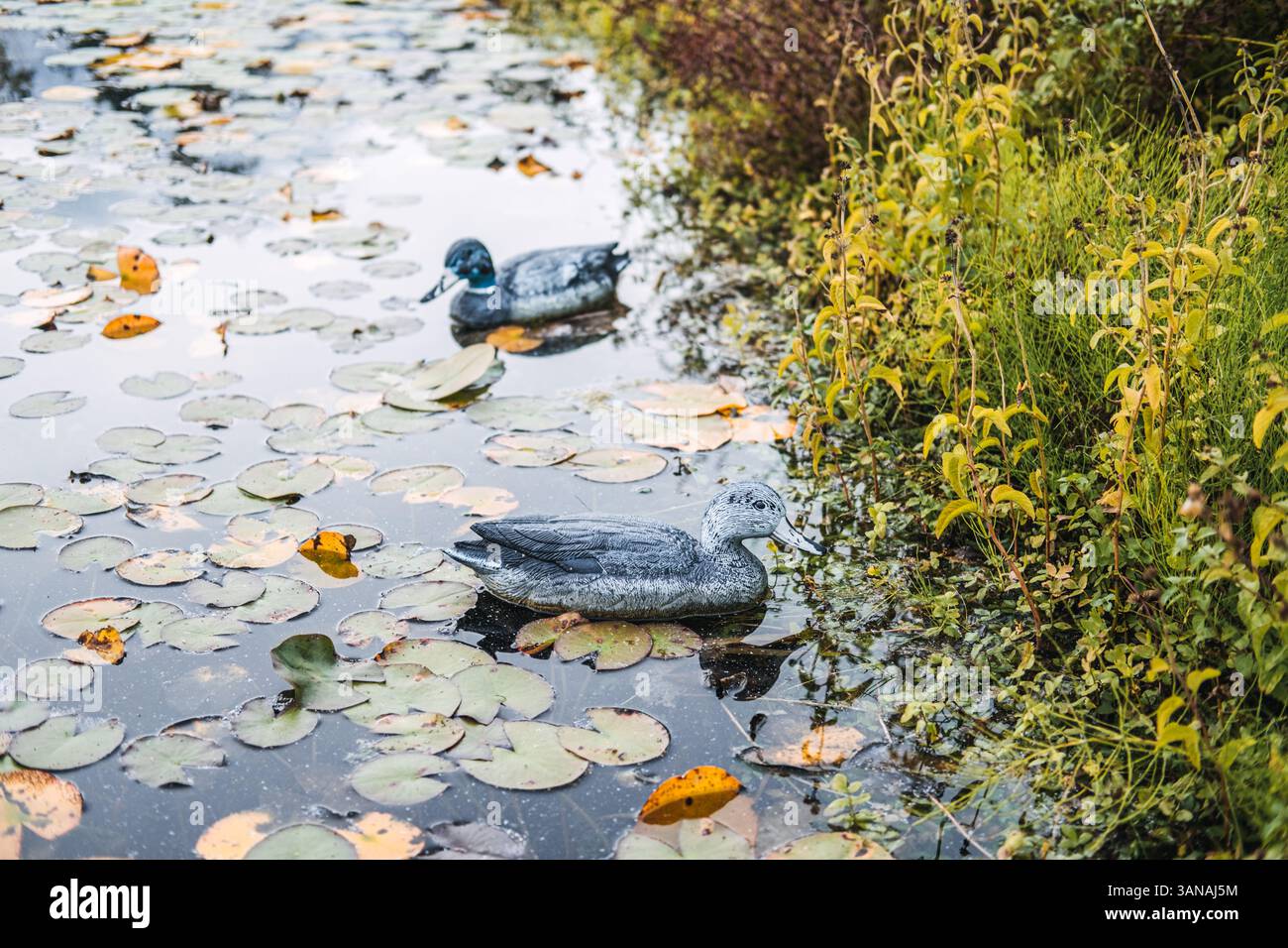 Two realistic duck decoys floating on a lily-covered pond near lush ...