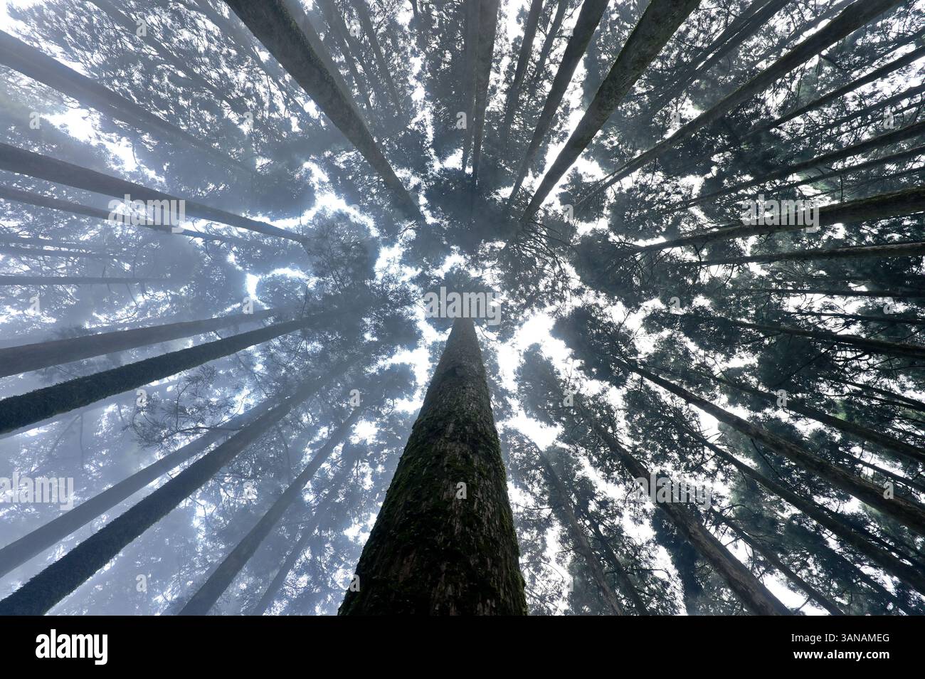 Radial tree tops hi-res stock photography and images - Alamy