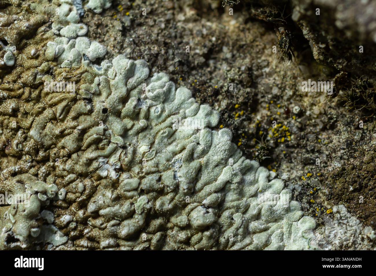 Xanthoparmelia lichen develops on a textured rock surface, showcasing ...