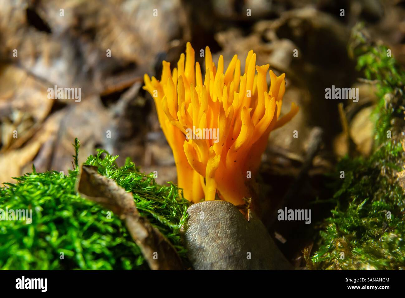 Bright yellow Calocera viscosa stands tall among fallen leaves and moss ...