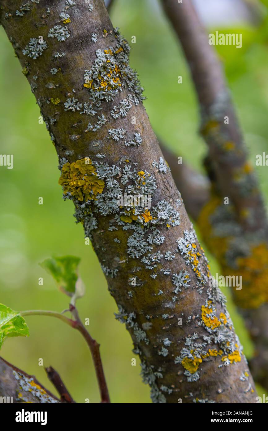 Orange lichen, yellow scale, maritime sunburst lichen or shore lichen ...
