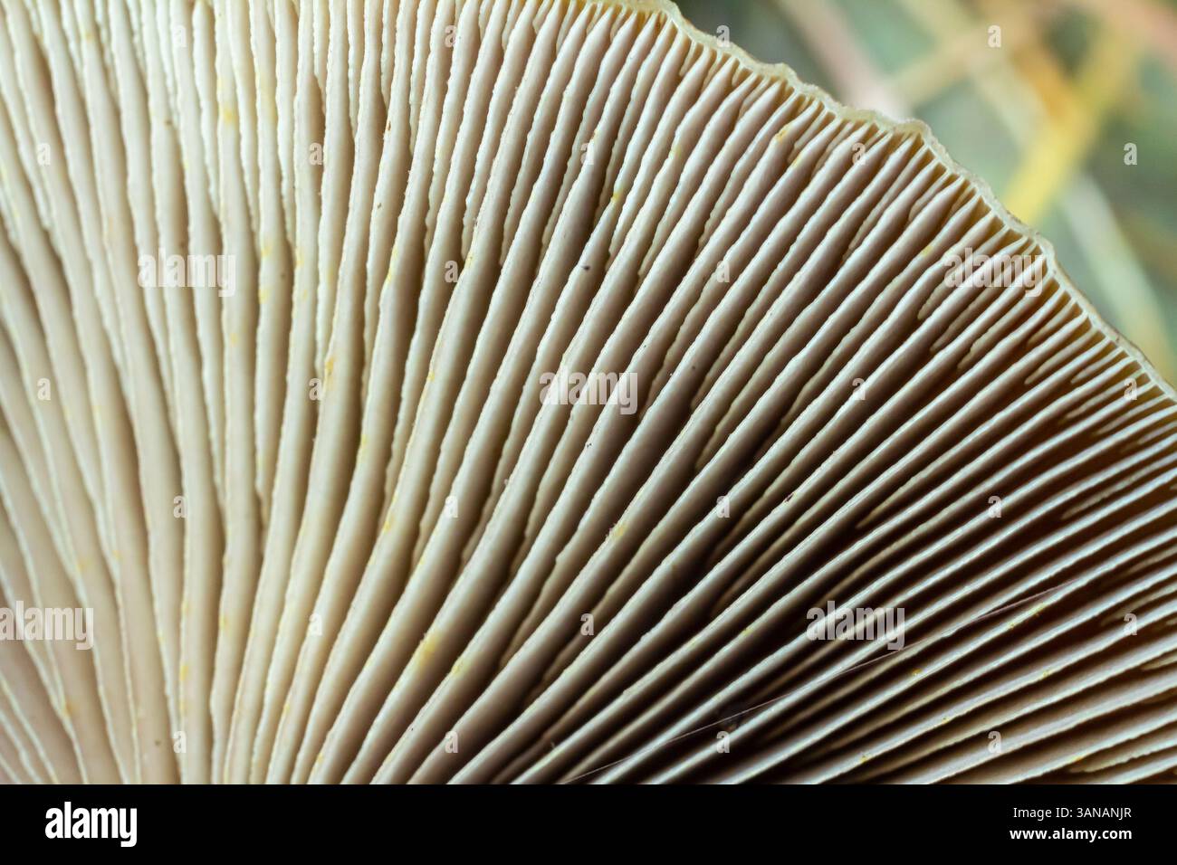 Close-up view of mushroom gills, linear patterns in soft creamy tones ...