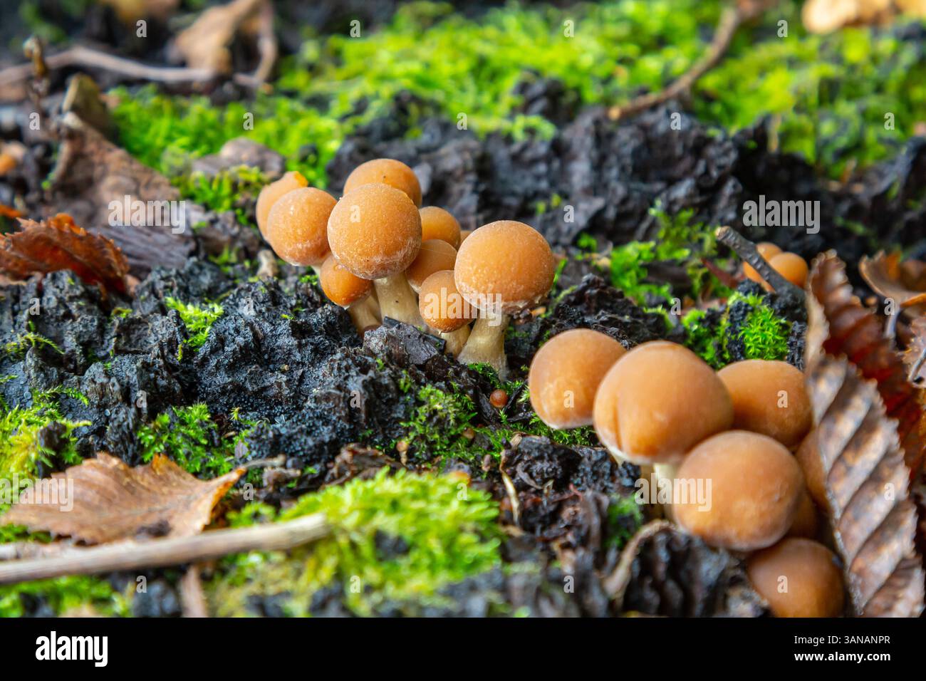 Small clusters of Psathyrella mushrooms emerge from the damp forest ...