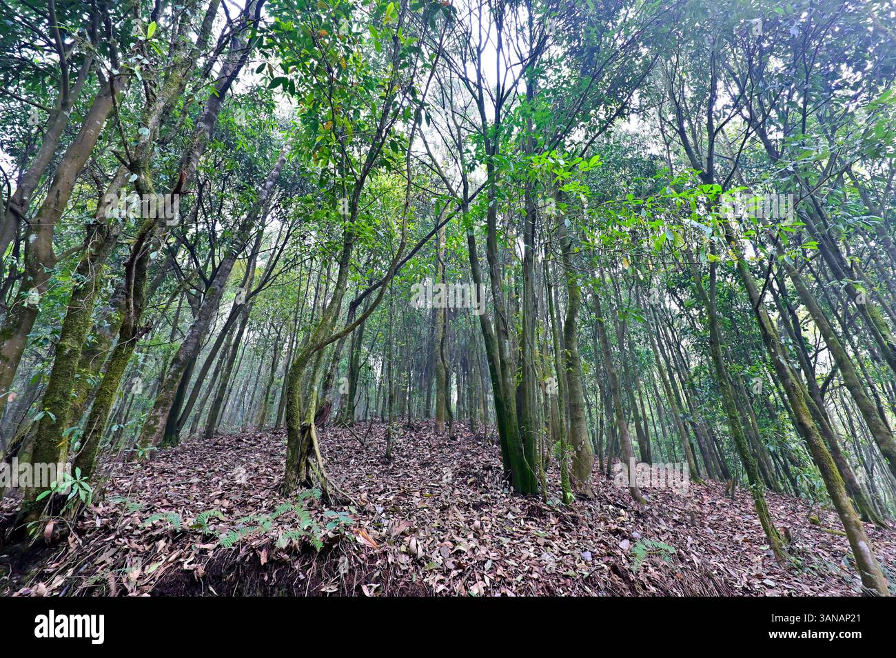 Trail carpet hi-res stock photography and images - Alamy