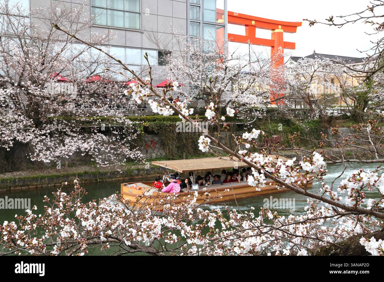 A Jikkoku-bune boat sails along the Lake Biwa Canal in the Okazaki area ...