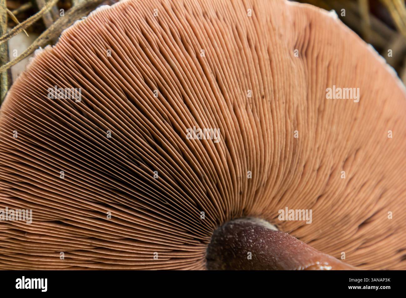 Close-up view of mushroom gills, linear patterns in soft creamy tones ...