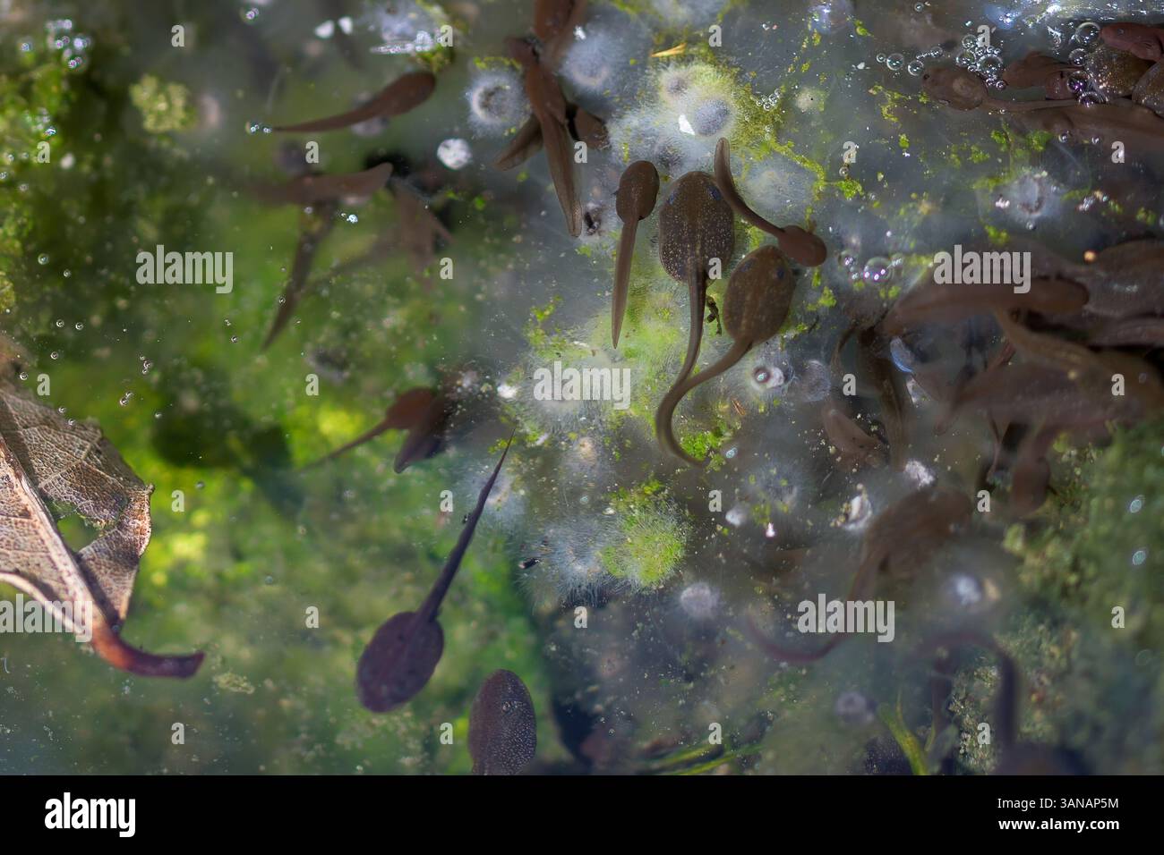 Cluster of common frog tadpoles Rana temporaria swimming in a garden ...