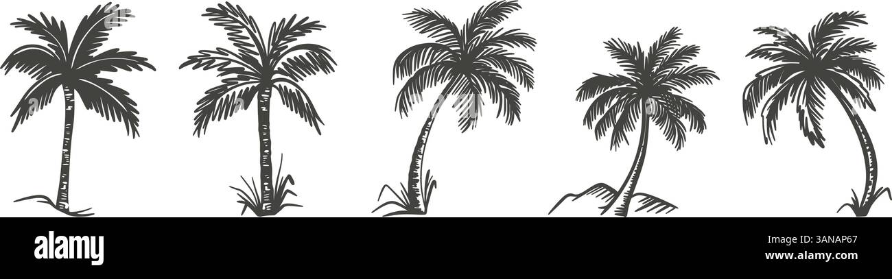 Palm trees hand drawn set Stock Vector Image & Art - Alamy