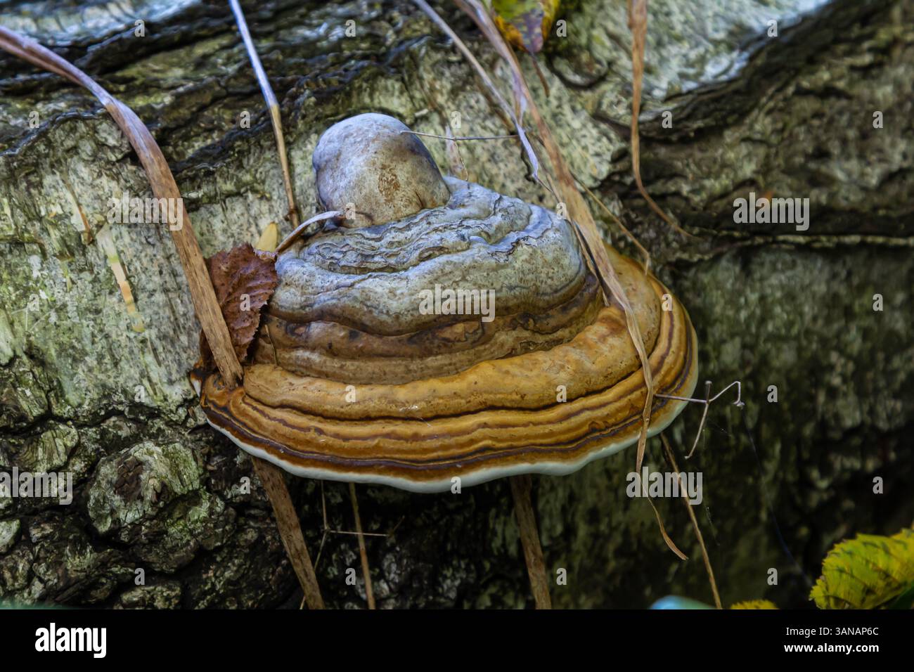 Fomitopsis pinicola, is a stem decay fungus common on softwood and ...