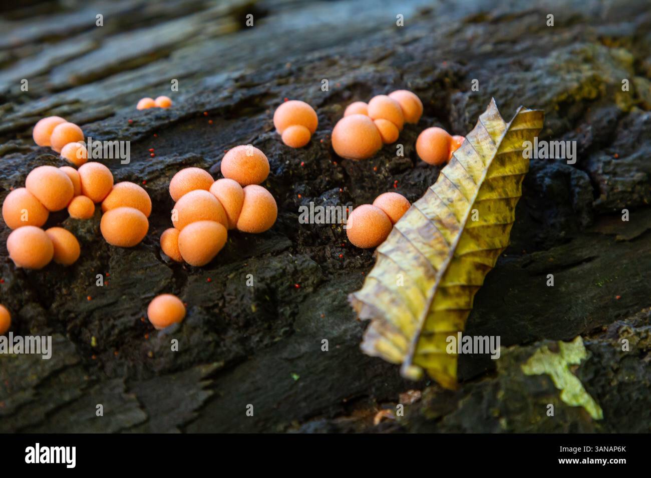 Clusters of orange Lycogala epidendrum spores appear on dark, decaying ...