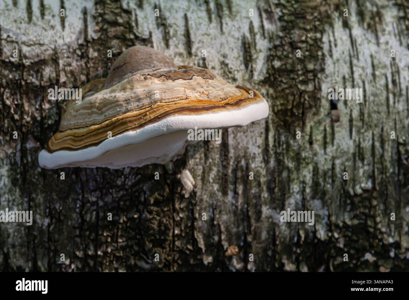 Fomitopsis pinicola, is a stem decay fungus common on softwood and ...