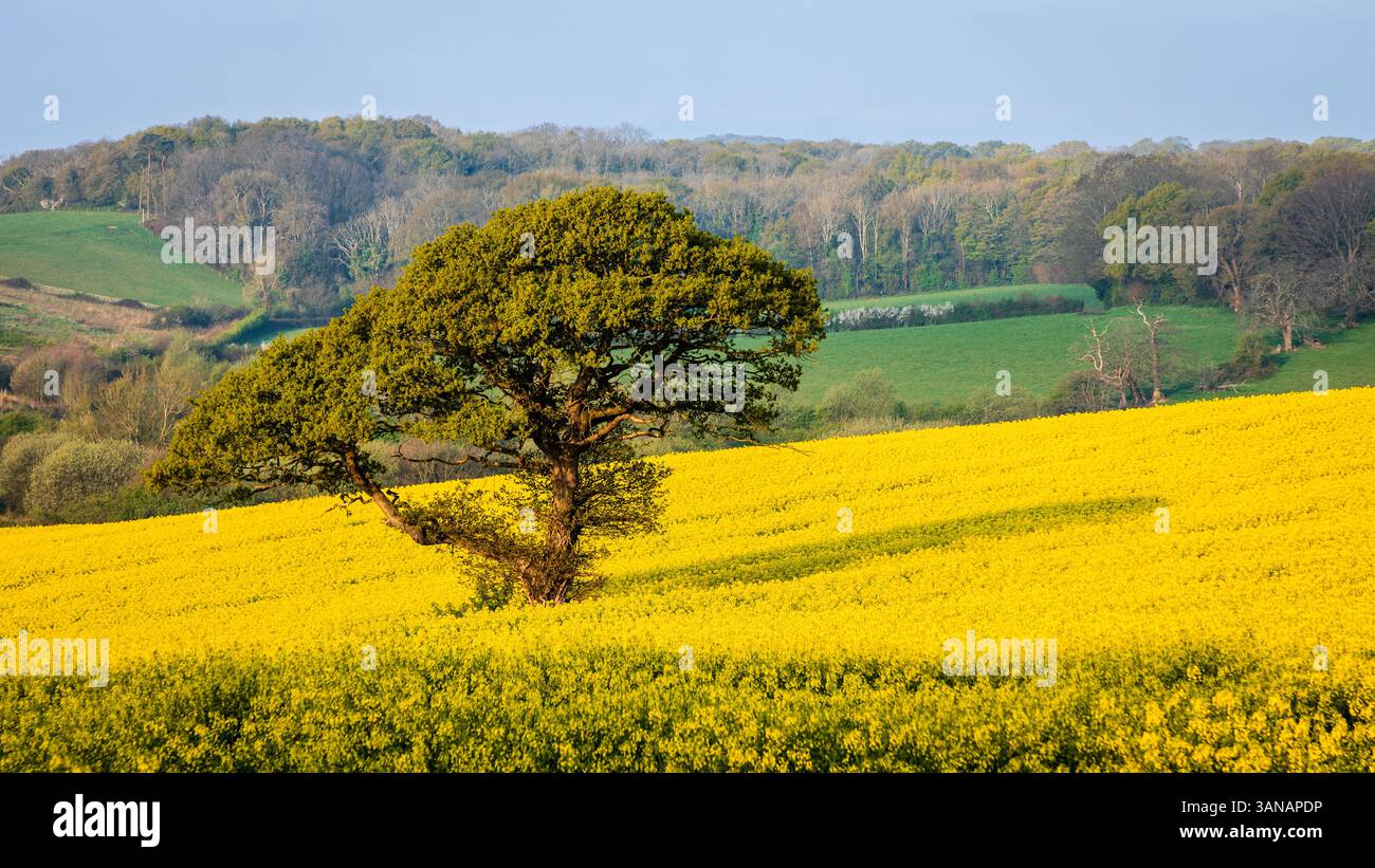 April Rapeseed fields near Crowhurst on the high weald in east Sussex ...