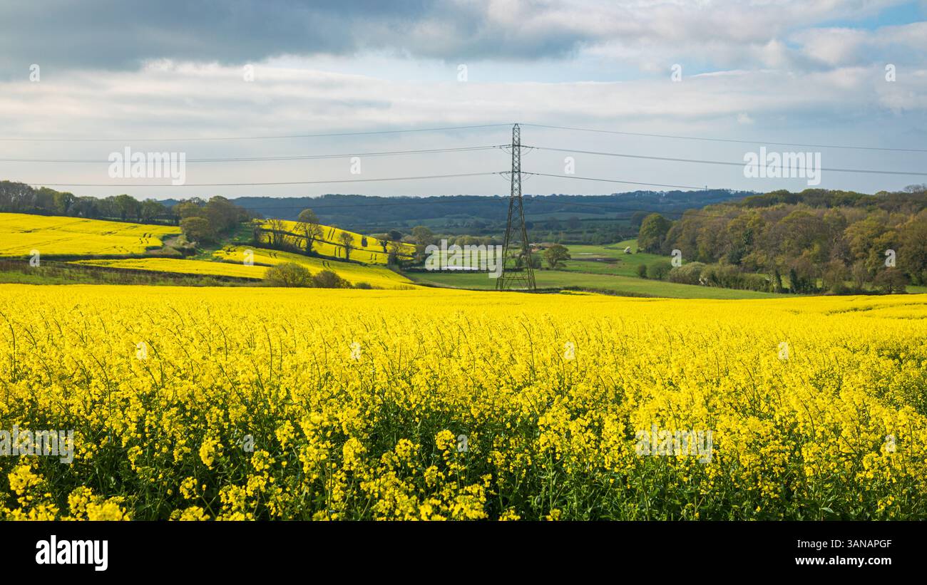 April Rapeseed fields near Crowhurst on the high weald in east Sussex ...