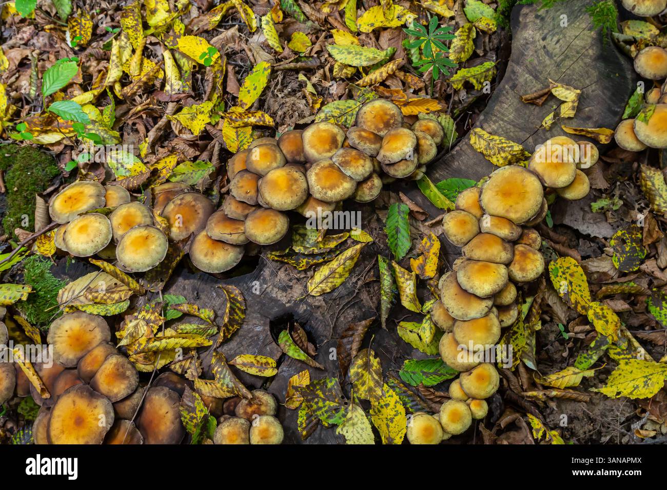 Sulphur tuft, Hypholoma fasciculare, or clustered woodlover on a dead ...