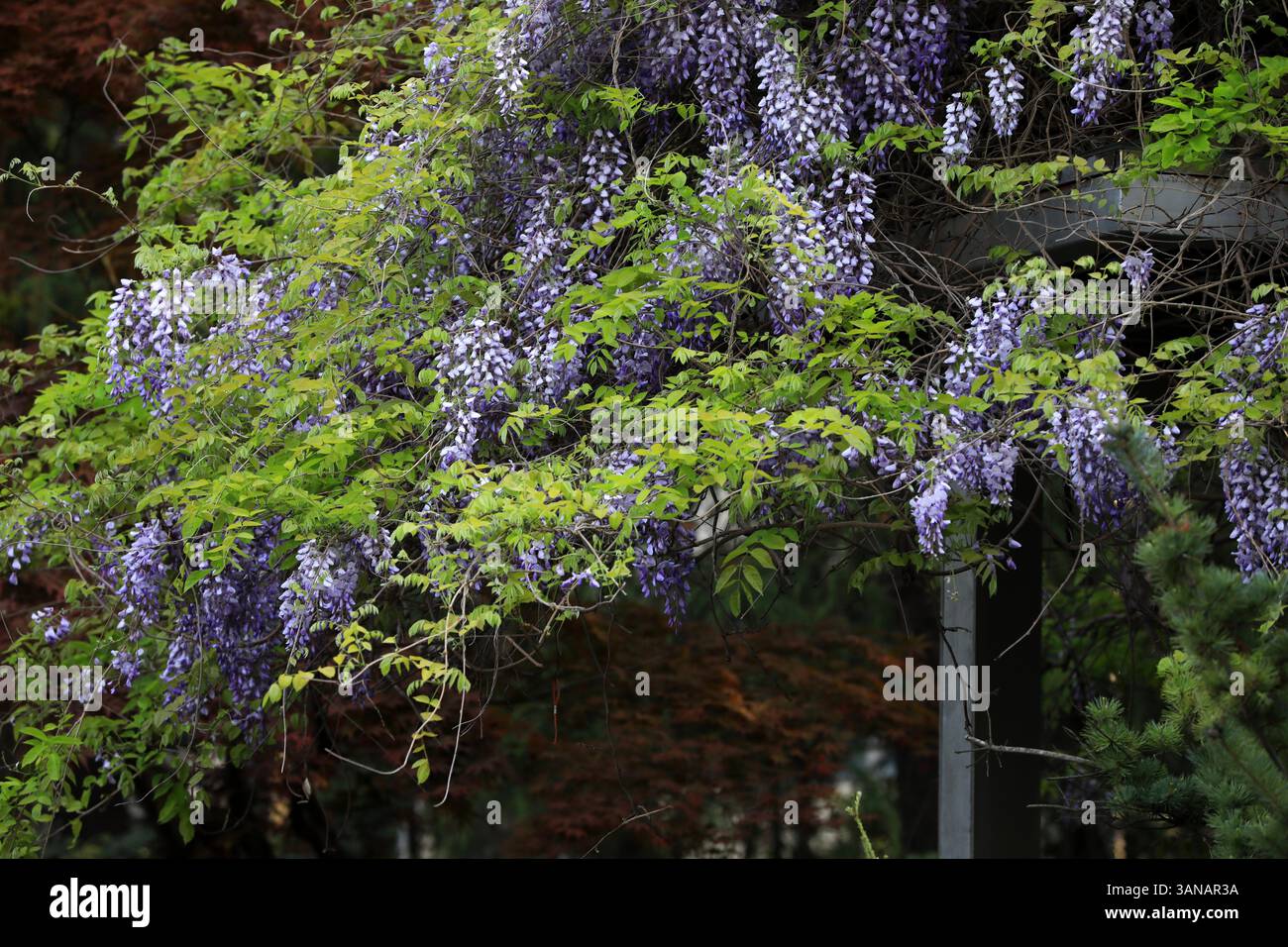 Wisteria flowers bloom at a park in Huai'an City, east China's Jiangsu ...