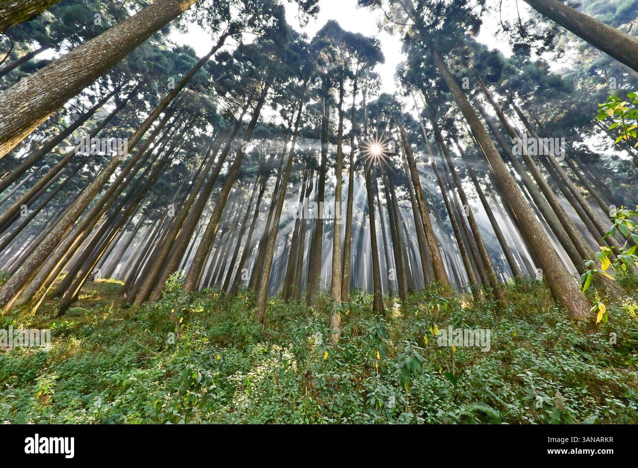 Pine forest tree in jungle hi-res stock photography and images - Alamy
