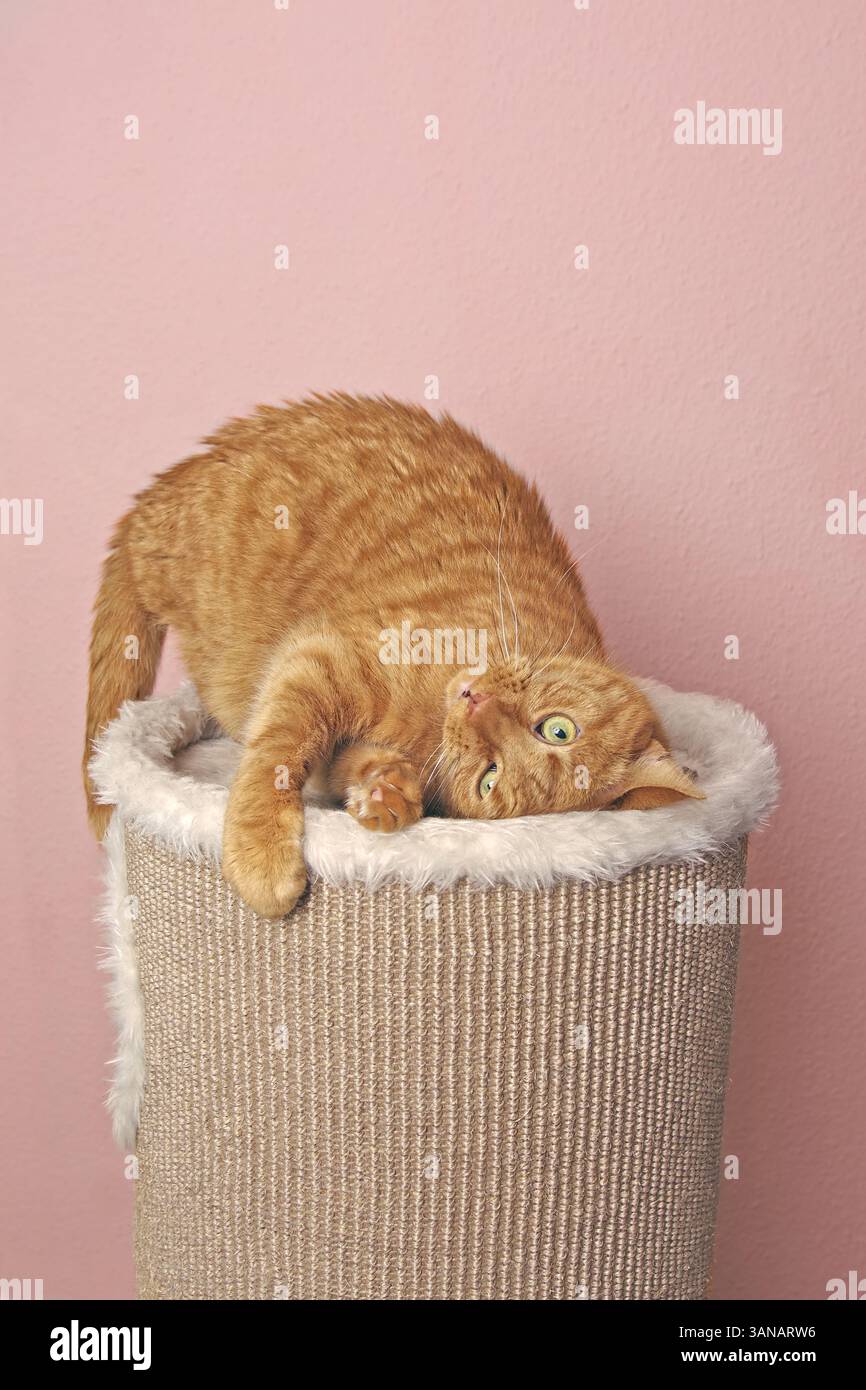 Playful ginger cat messing around on a scratching post Stock Photo - Alamy