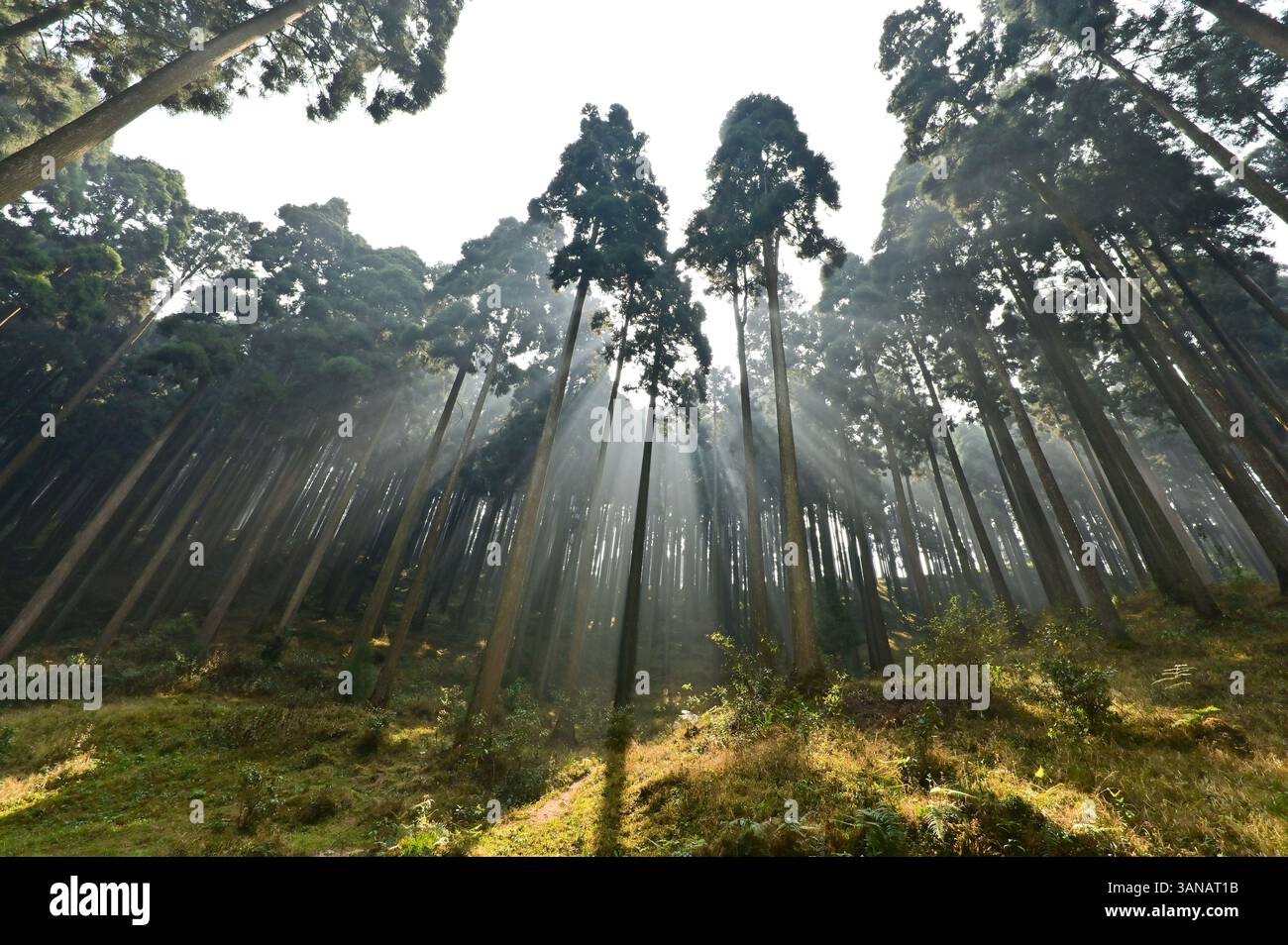 Foggy forest pine trees hi-res stock photography and images - Alamy