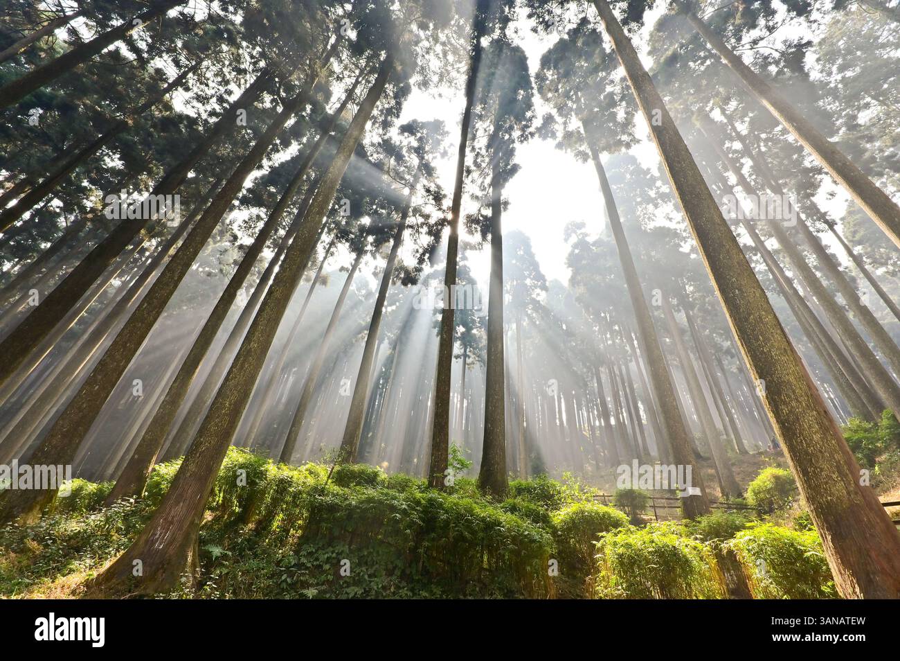The ray of hope from the mystical pines Stock Photo - Alamy