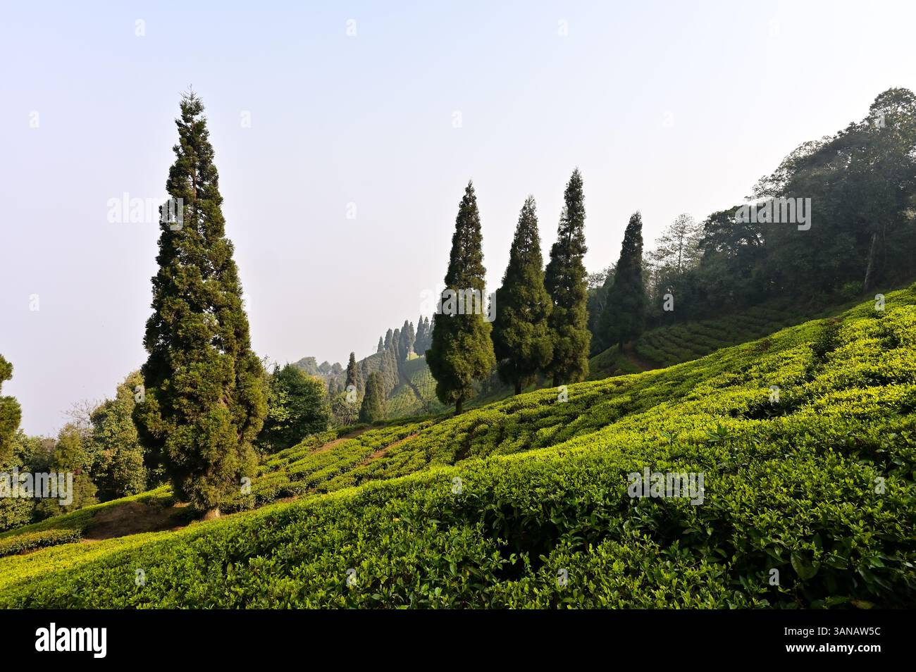 Takdah tea garden hi-res stock photography and images - Alamy