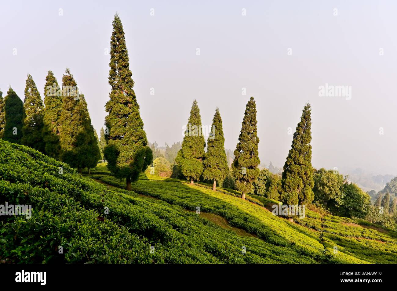 The magical landscape of Takdah Tea Garden Stock Photo - Alamy