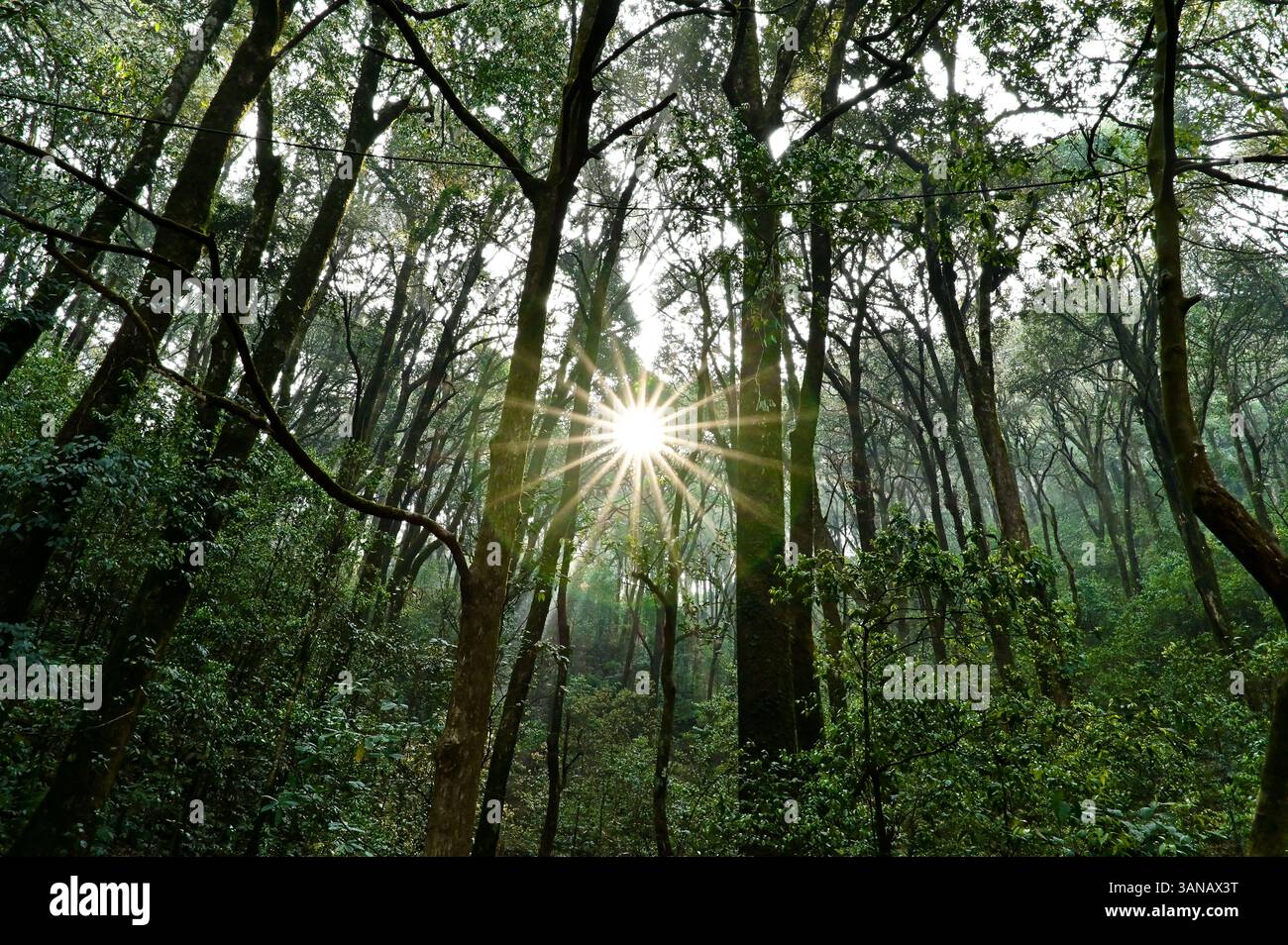 Sunburst breaking through trees hi-res stock photography and images - Alamy