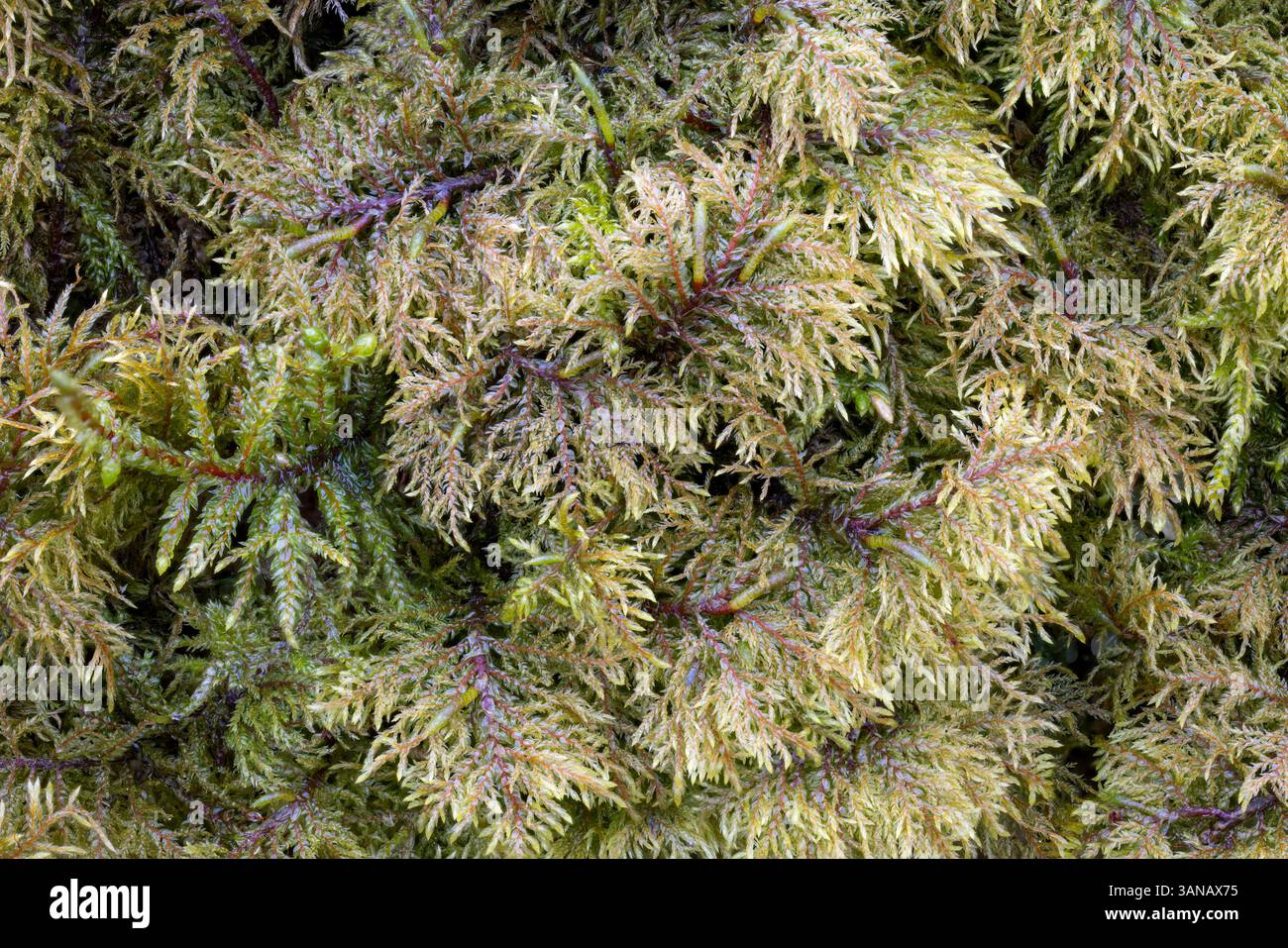 Mountain fern moss Stock Photo - Alamy