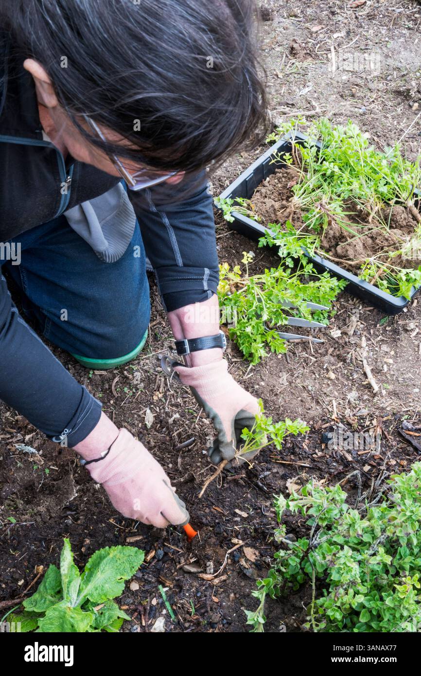 Woman planting parsley 'Plain Leaved 2', Petroselinum crispum, in her ...