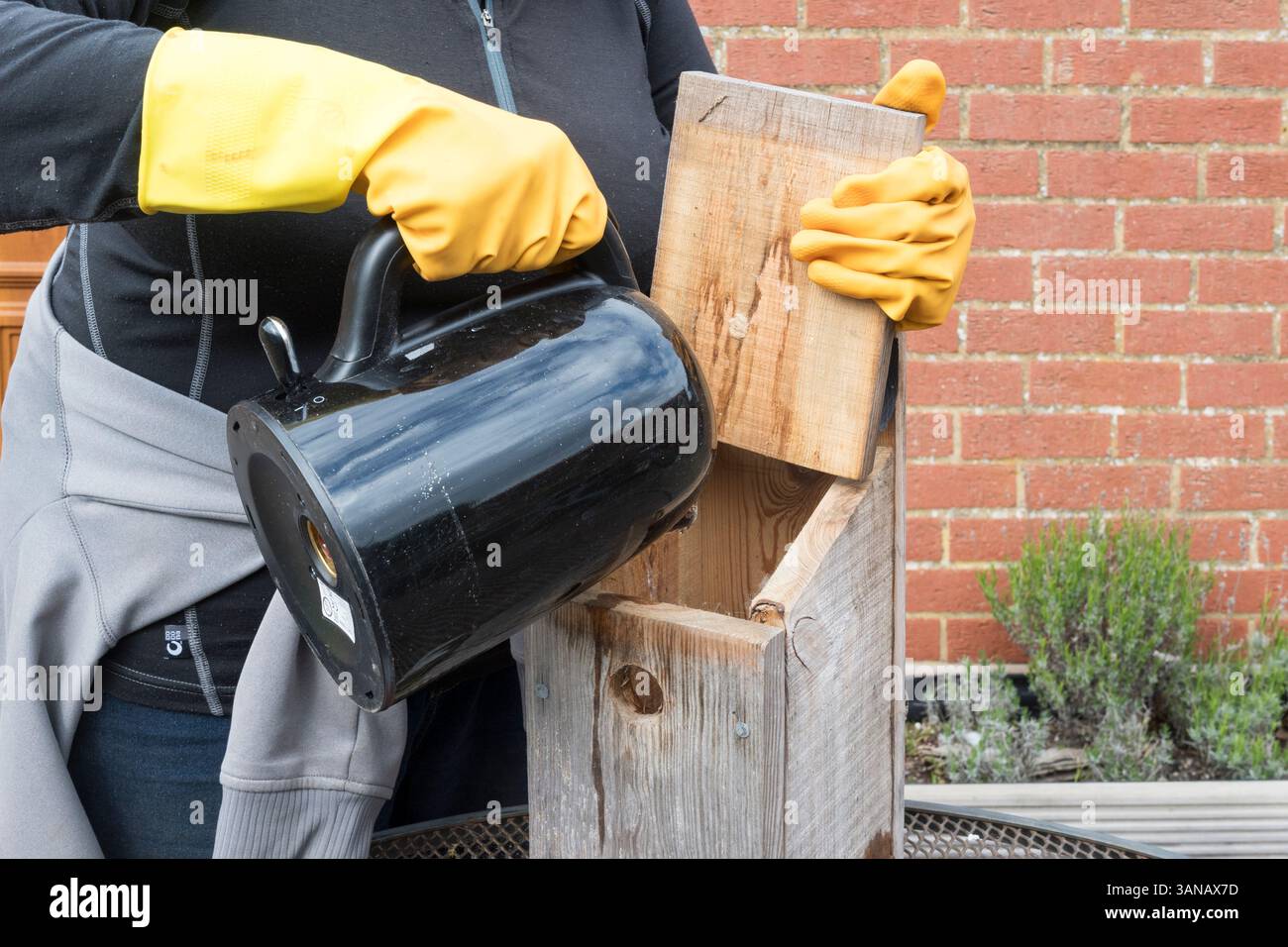 Cleaning out a bird nest box in spring ready for the new nesting season ...