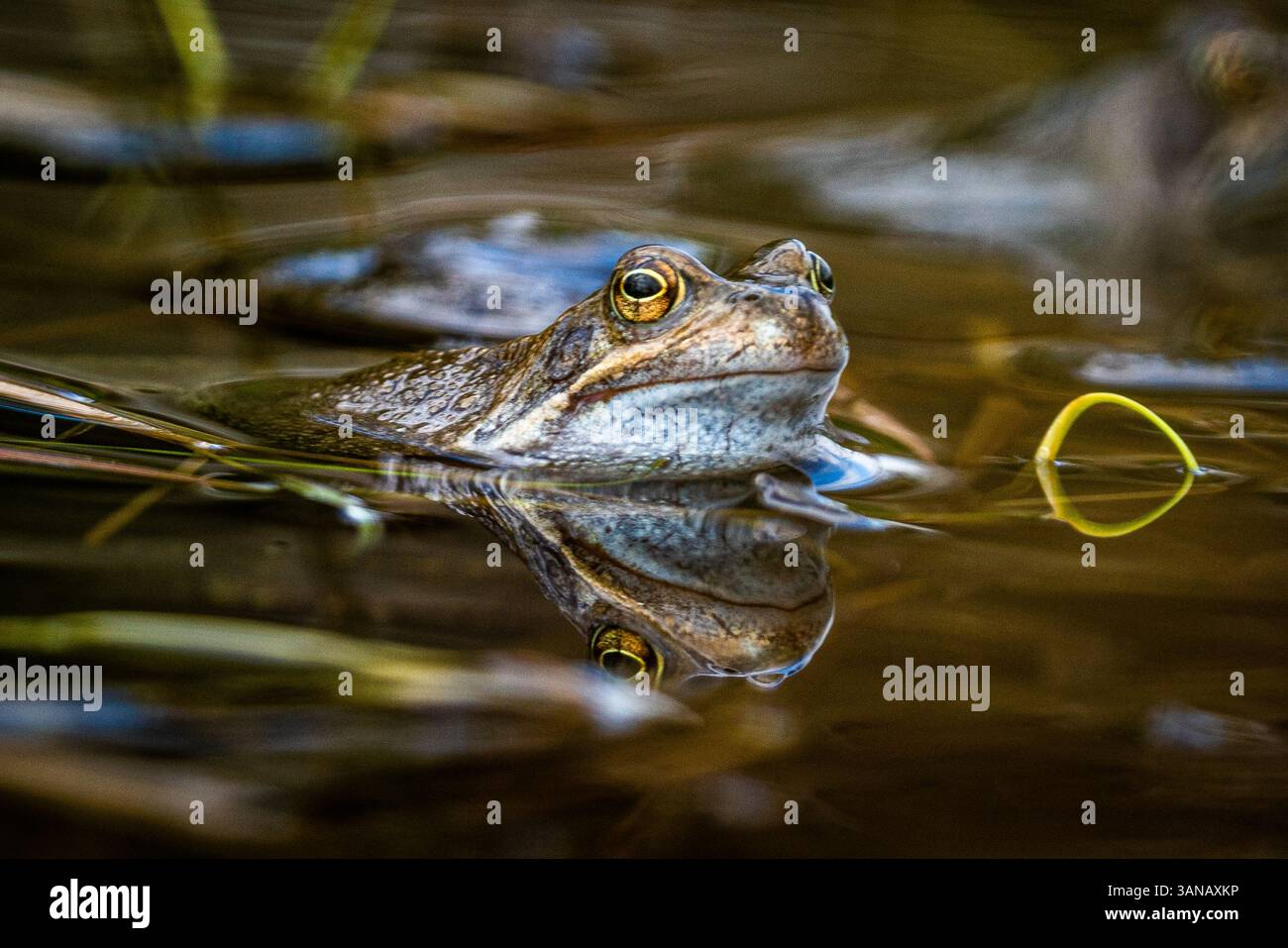Frog head with bright eyes peering from pond at water level Stock Photo ...