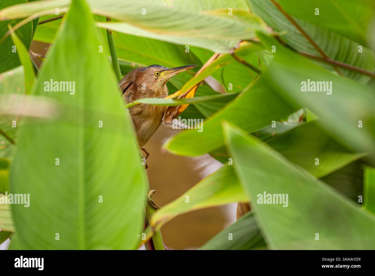 Yellow Bittern - Ixobrychus sinensis, beautiful shy hidden bittern from ...