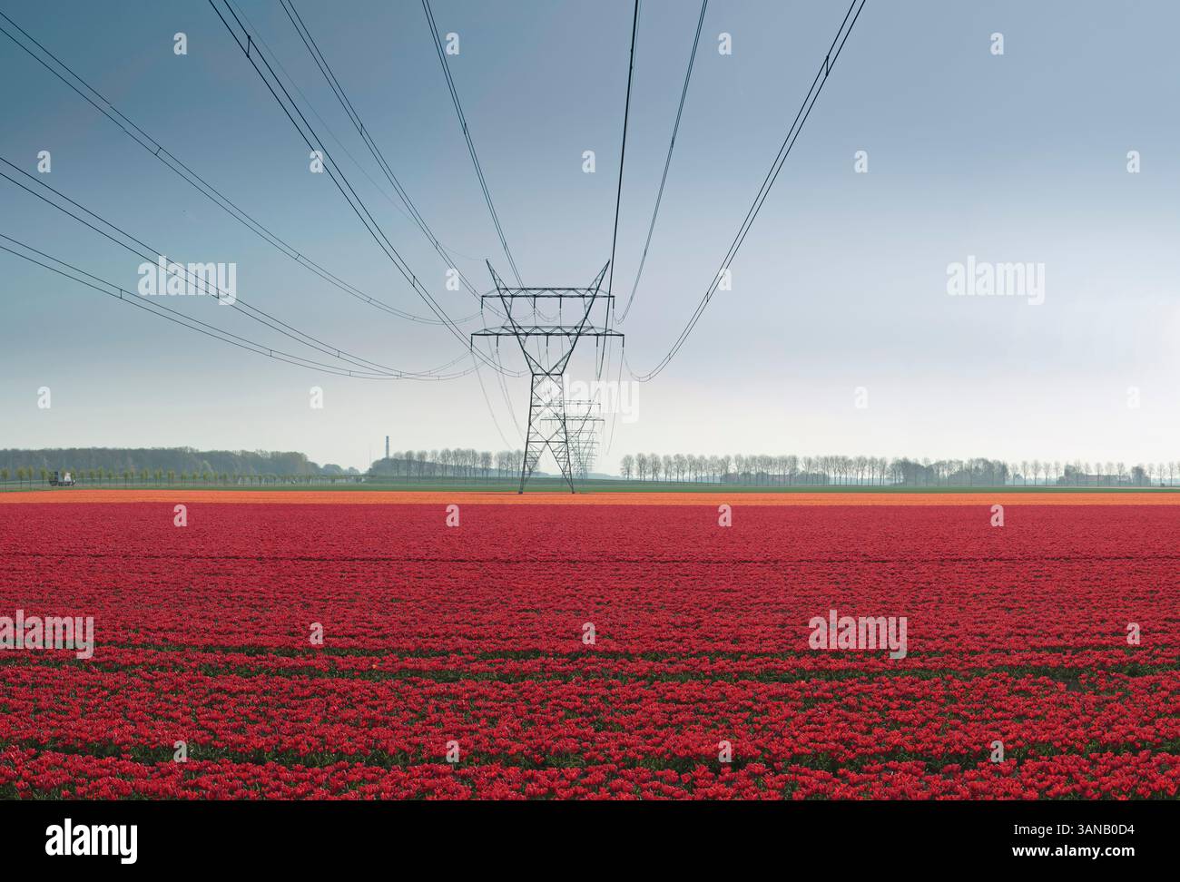 Power pylon over a bulbfield, Lelystad, Flevoland, Netherlands, René ...