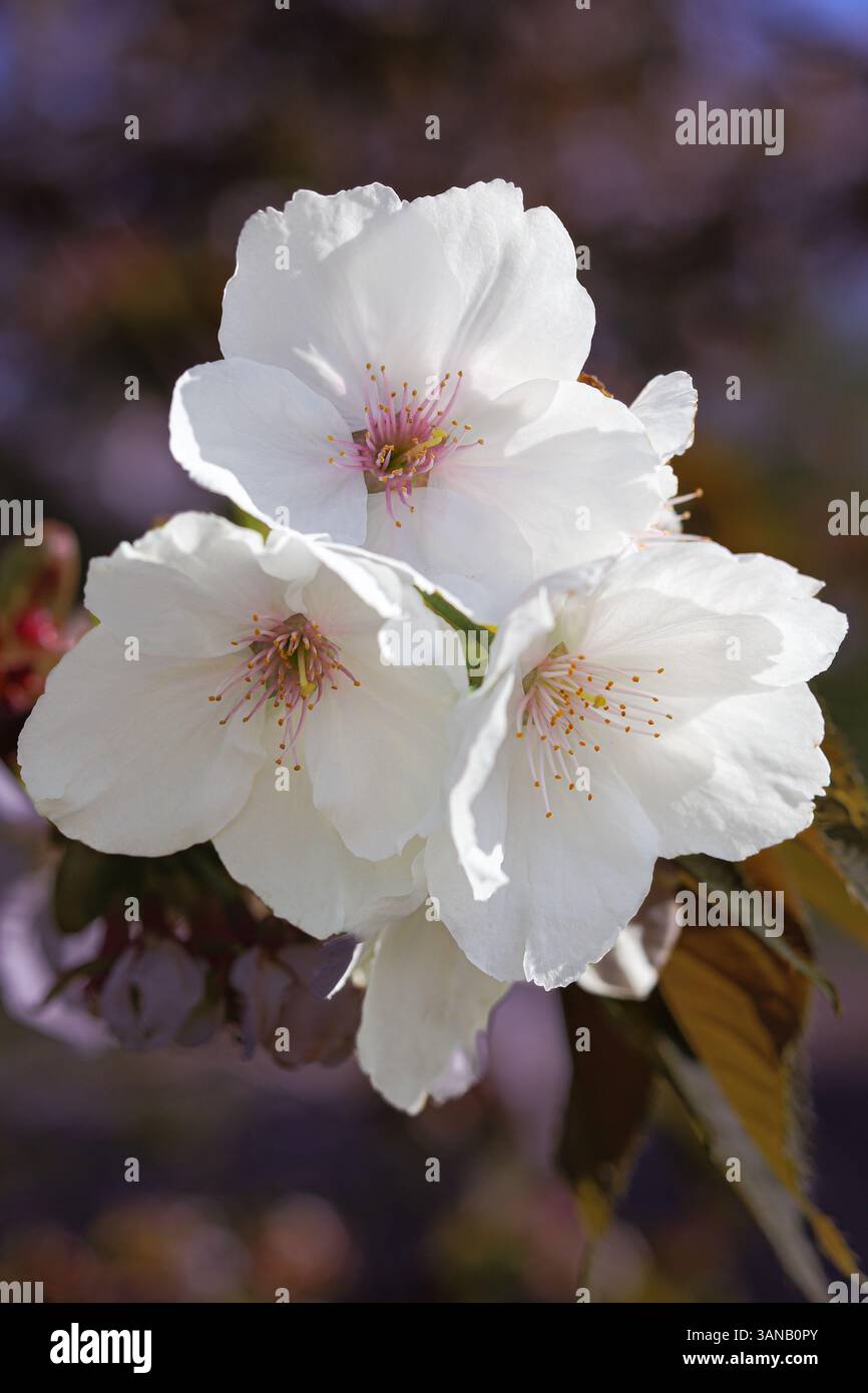 Cherry blossom (prunus) in the fruit tree orchards of Brodgale Farm ...
