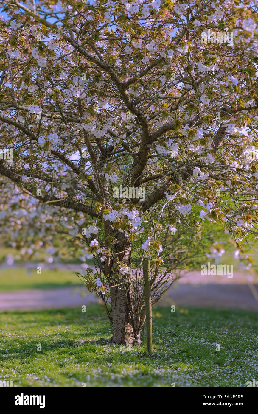 Cherry blossom (prunus) in the fruit tree orchards of Brodgale Farm ...