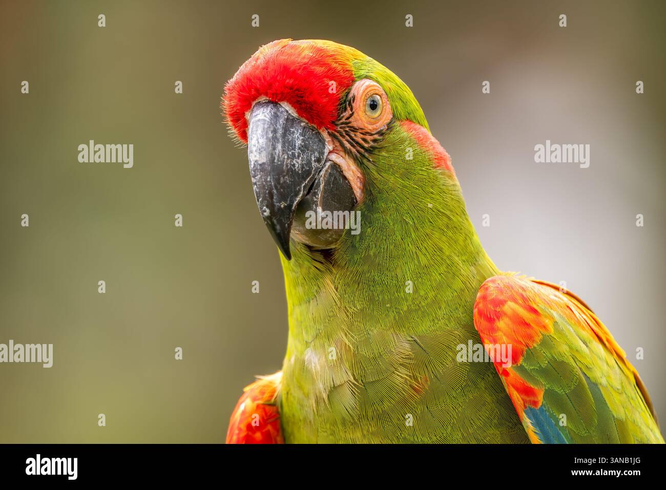 Red-fronted Macaw - Ara rubrogenys, beautiful large green and red macaw ...