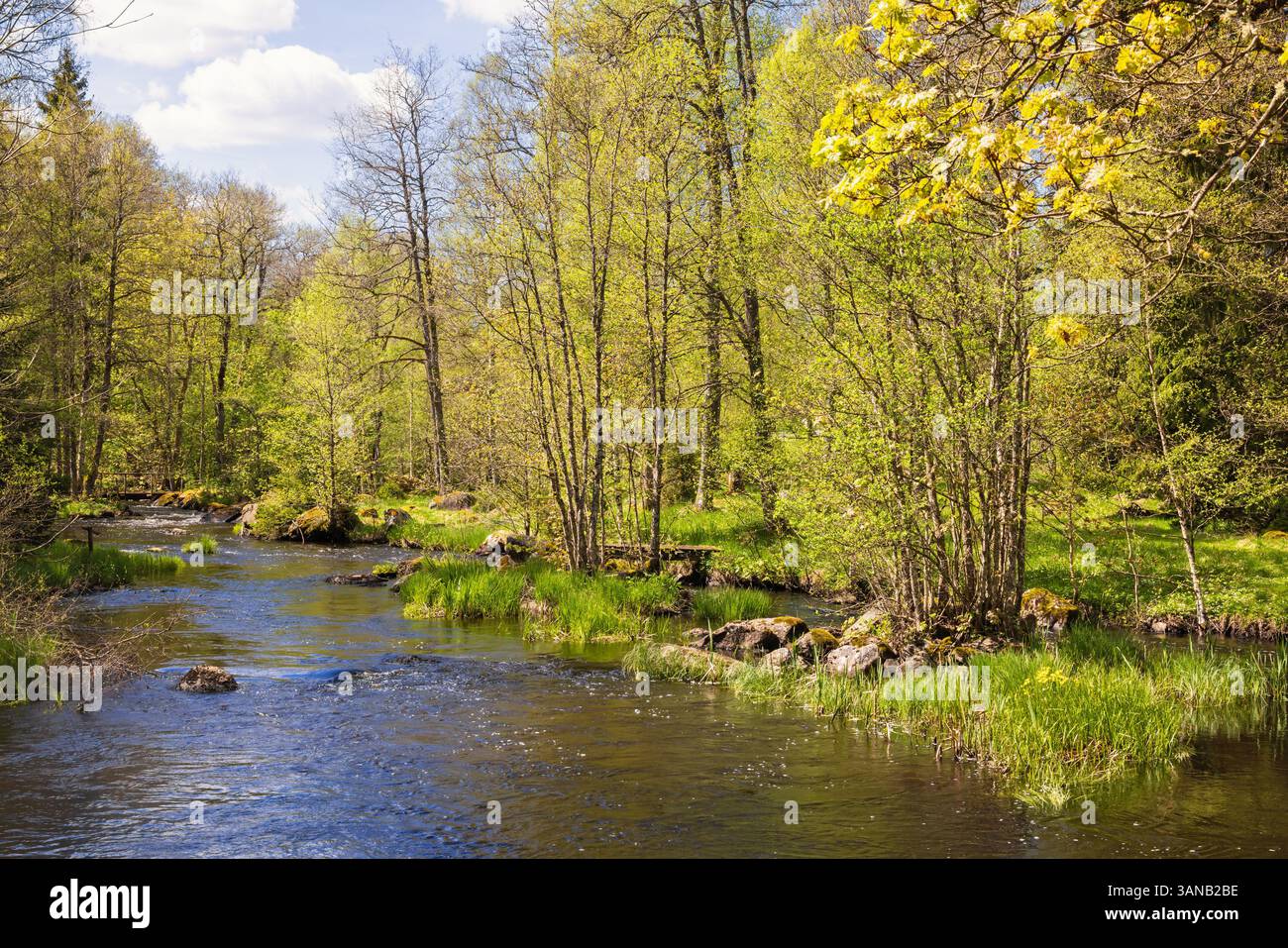 Deciduous forest with calm flowing water in a river on a beautiful ...