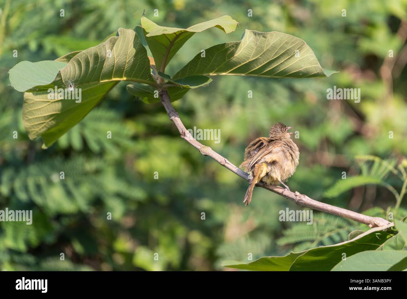 Bird (Streak-eared bulbul, Pycnonotus blanfordi) brown color perched on ...