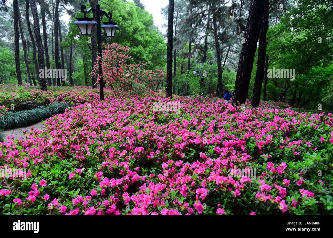 Azalea flowers bloom in Hangzhou City, east China's Zhejiang Province ...
