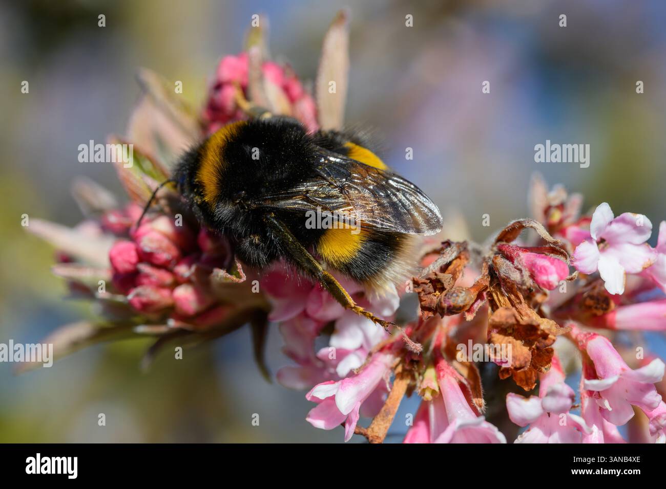 Wild bee (Bumblebee) on flowering winter snowball Viburnum bodnantense ...