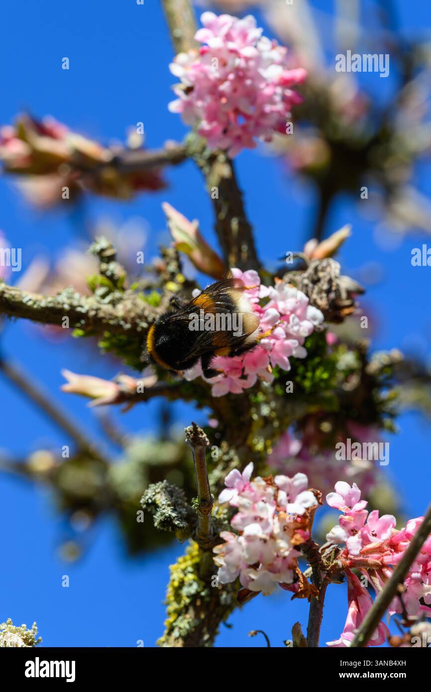 Wild bee (Bumblebee) on flowering winter snowball Viburnum bodnantense Stock Photo - Alamy