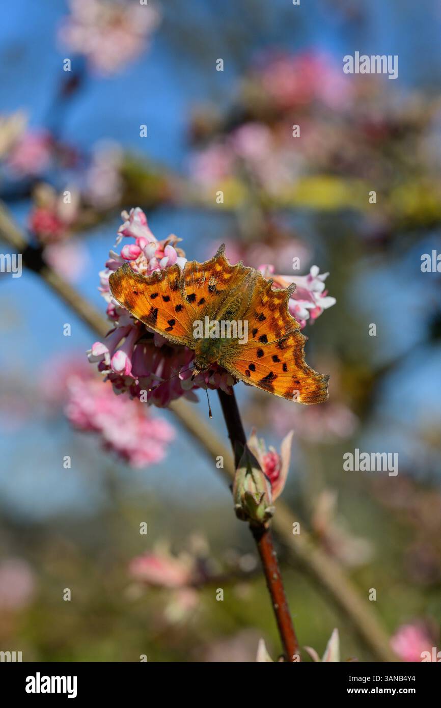 Butterfly on winter snowball viburnum bodnantense Stock Photo - Alamy